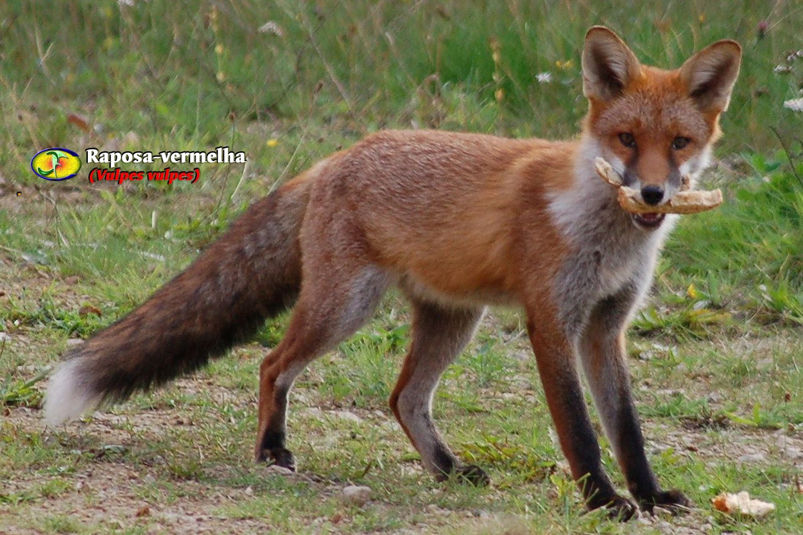 Zoologia: Raposa-vermelha (Vulpes vulpes)